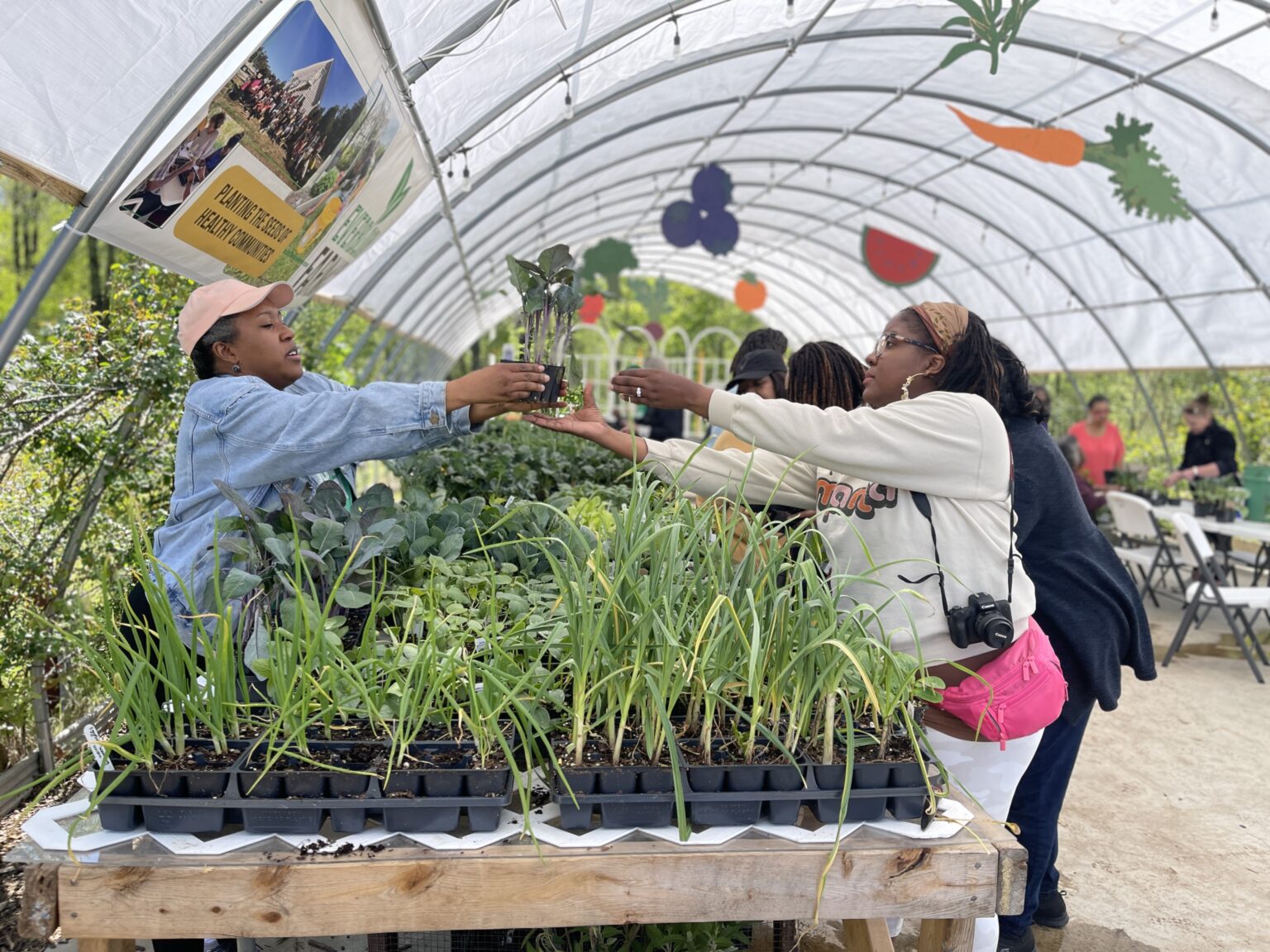 Seedling Distribution – Everbloom Farmacy